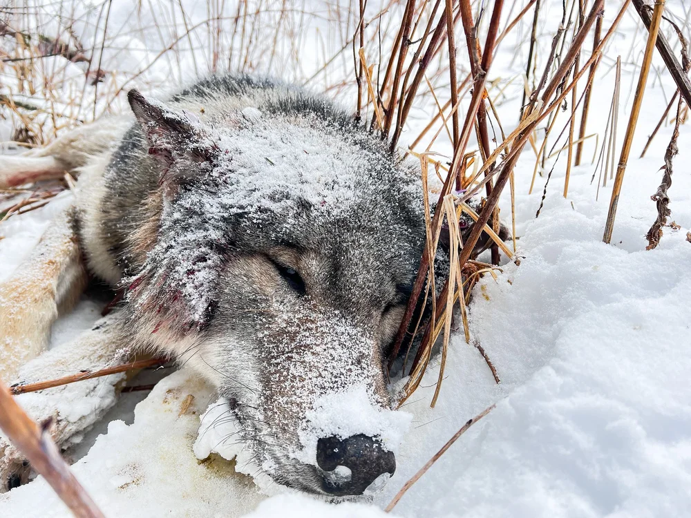 The single greatest enigma in wolf biology: wolf pup survival ...