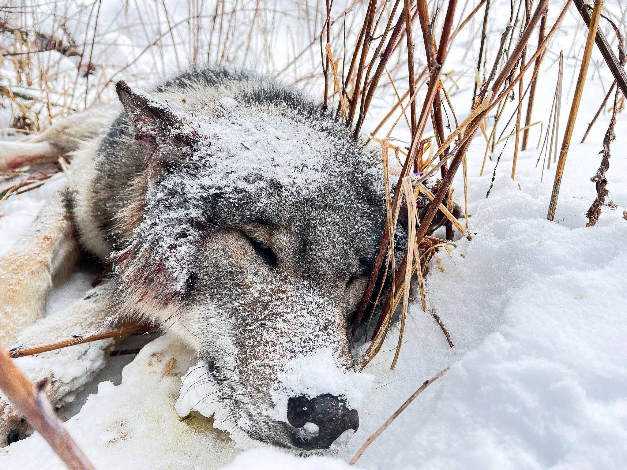 The single greatest enigma in wolf biology: wolf pup survival ...
