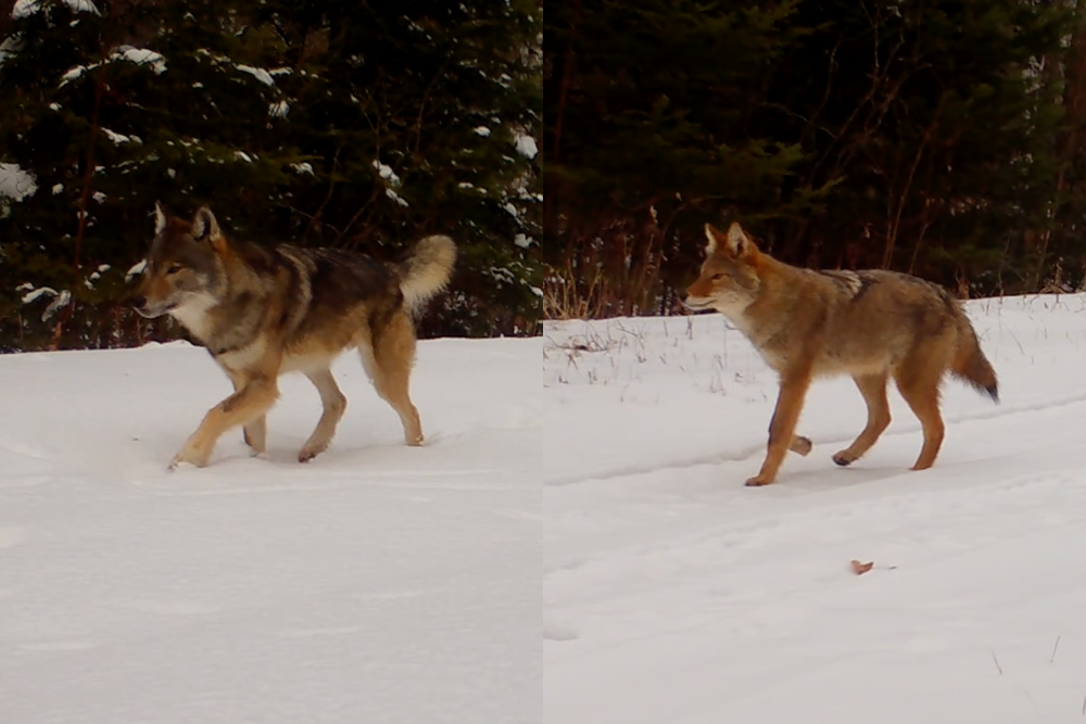Wolves and Coyotes in Minnesota: A closer look at two iconic canines ...