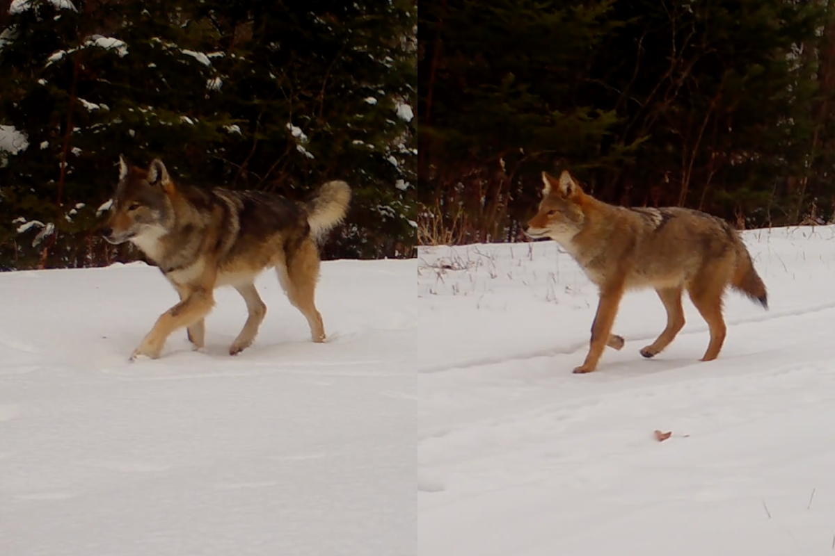 Wolves and Coyotes in Minnesota: A closer look at two iconic canines ...