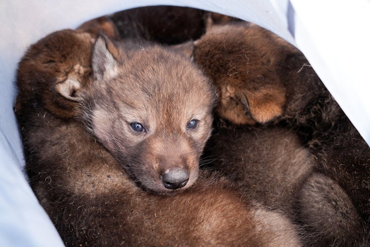 The single greatest enigma in wolf biology: wolf pup survival ...