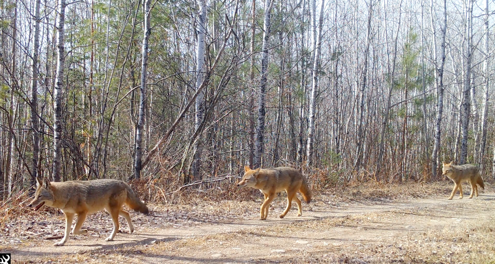 Wolves and Coyotes in Minnesota: A closer look at two iconic canines ...