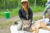 The Myth of the Lone Wolf: Navigating the Wilderness of Dispersal ...