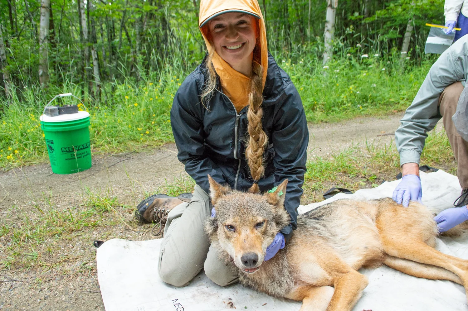 The Myth of the Lone Wolf: Navigating the Wilderness of Dispersal ...