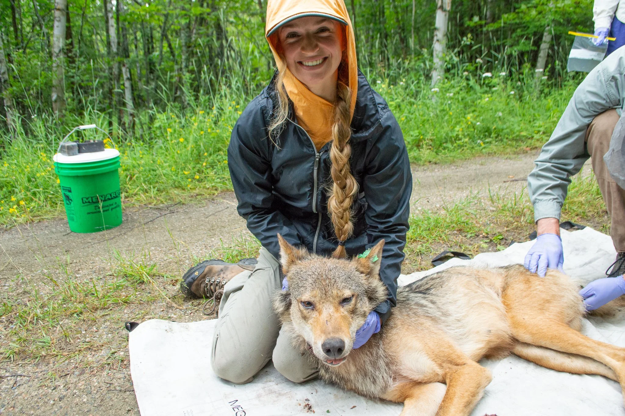 The Myth of the Lone Wolf: Navigating the Wilderness of Dispersal ...