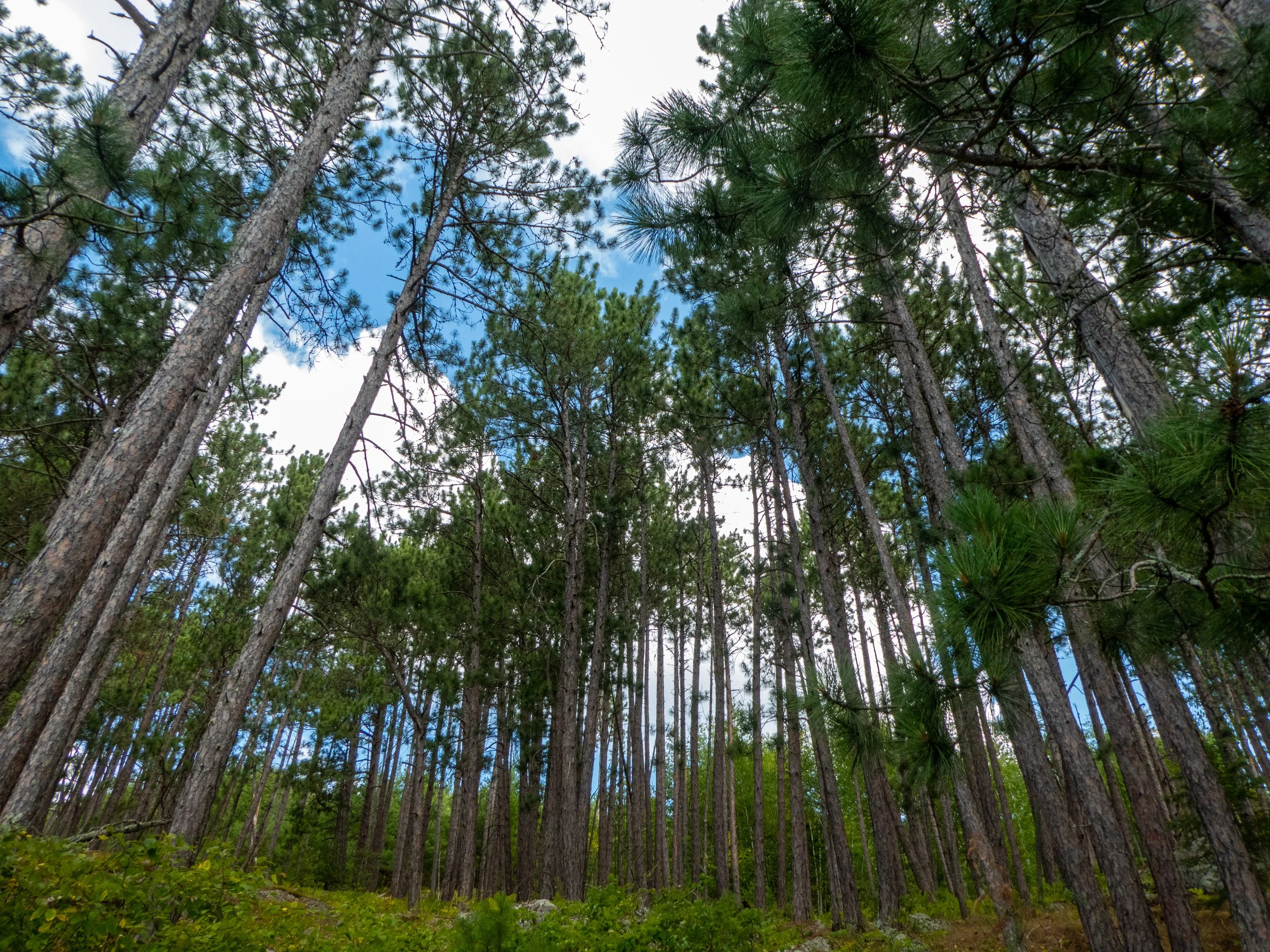 Voyageurs National Park News — Voyageurs Conservancy