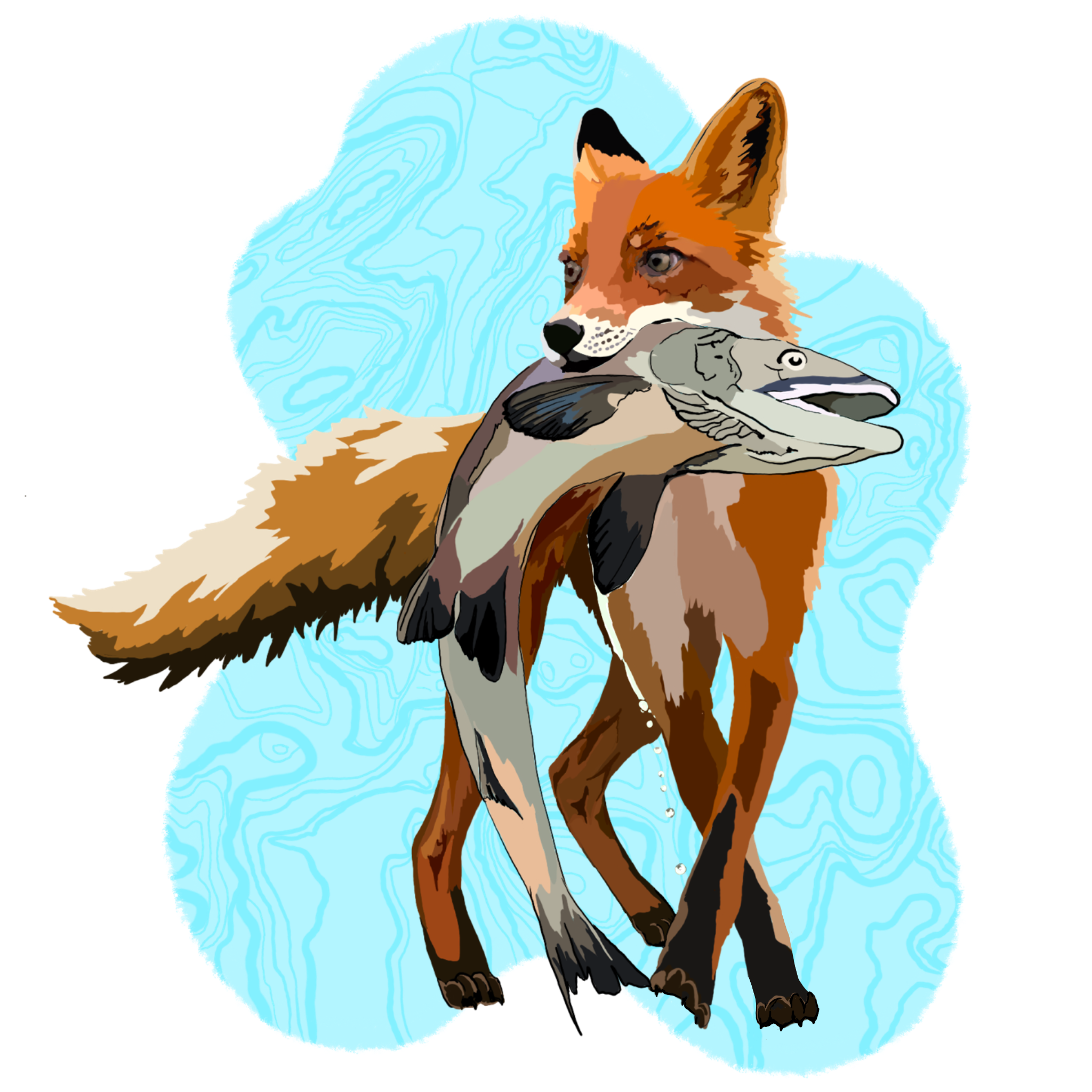 Fishy Business: Red Foxes' Surprising Fishing Techniques — Voyageurs Conservancy