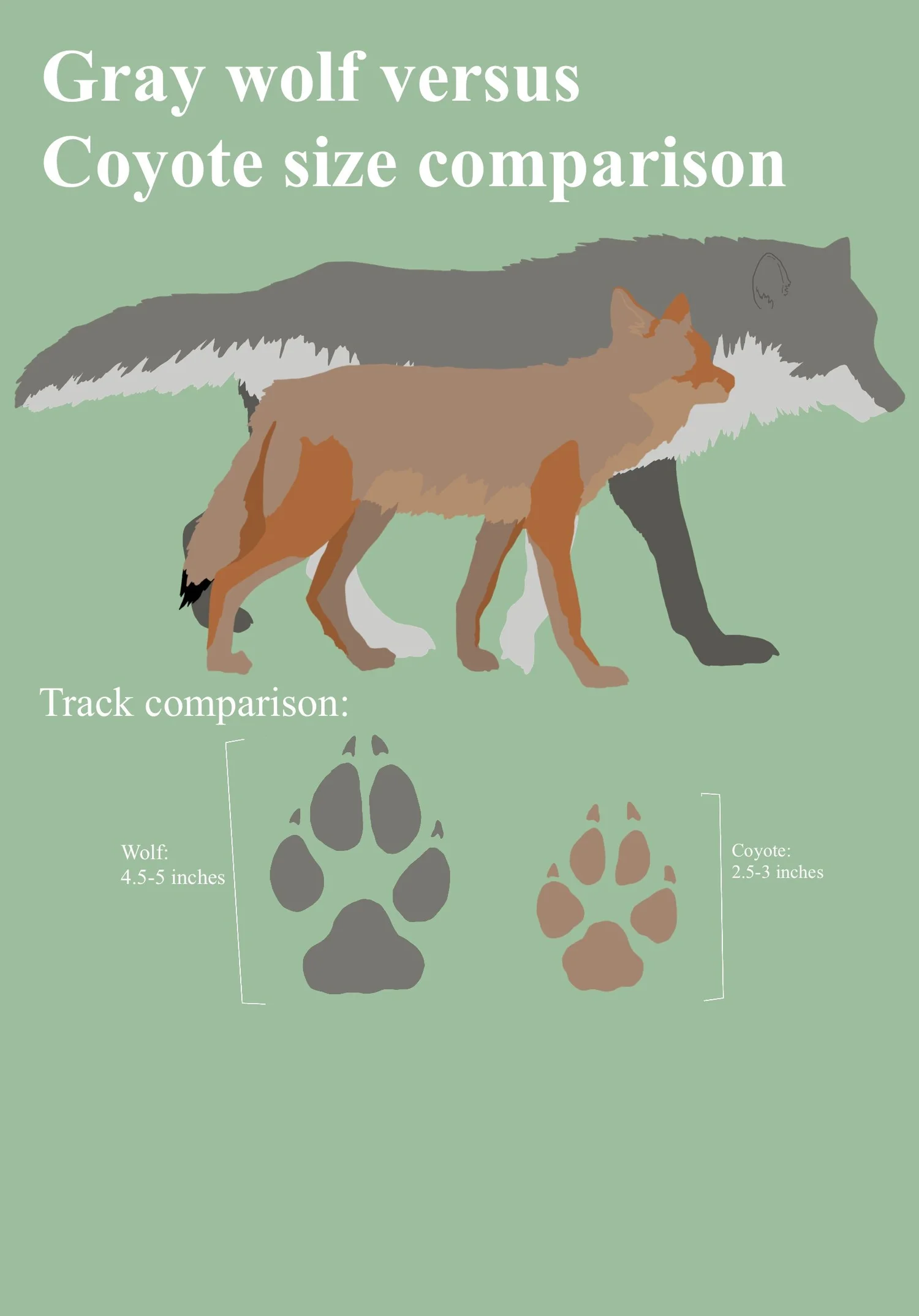 Wolves and Coyotes in Minnesota: A closer look at two iconic canines ...