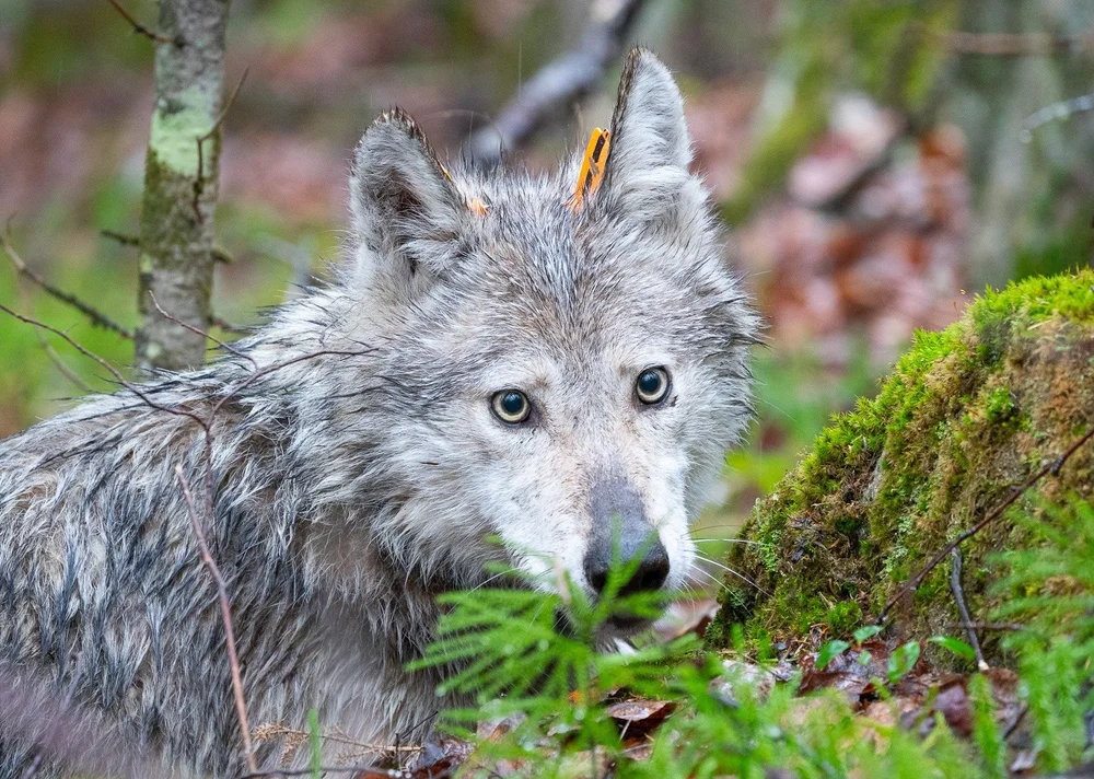 Top Ten Voyageurs Moments of 2023 — Voyageurs Conservancy