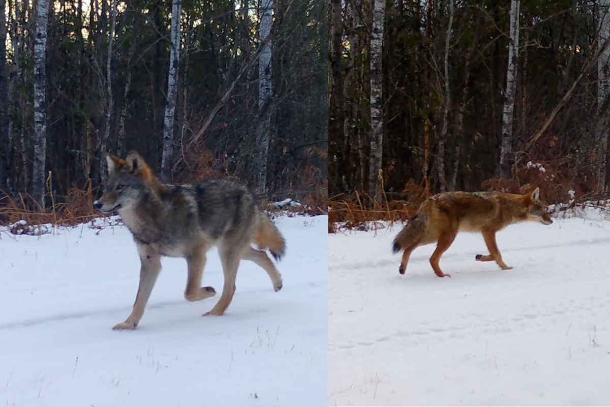 Wolves and Coyotes in Minnesota: A closer look at two iconic canines ...