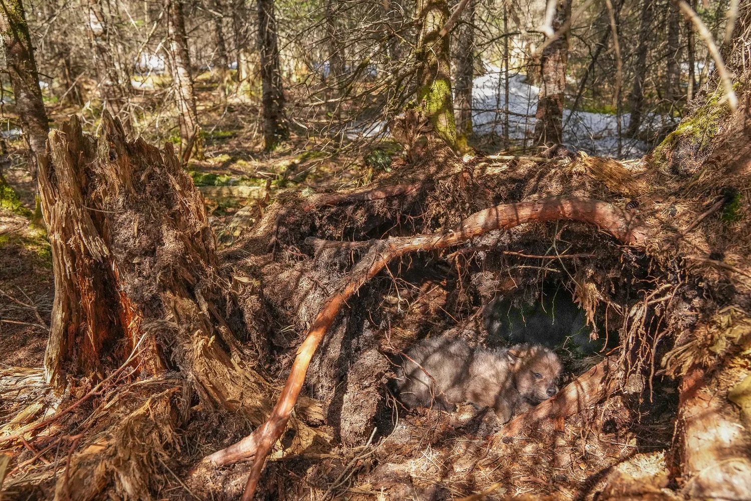 The single greatest enigma in wolf biology: wolf pup survival ...