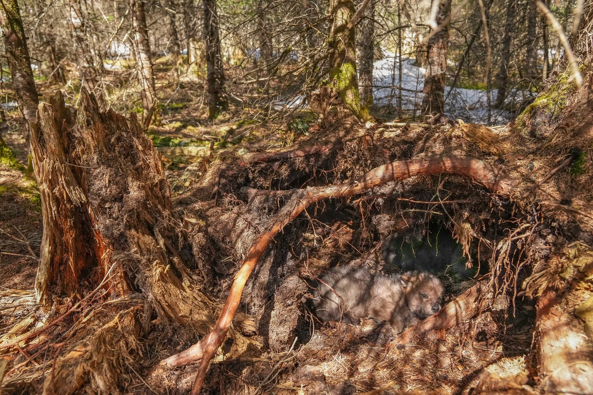 The single greatest enigma in wolf biology: wolf pup survival ...