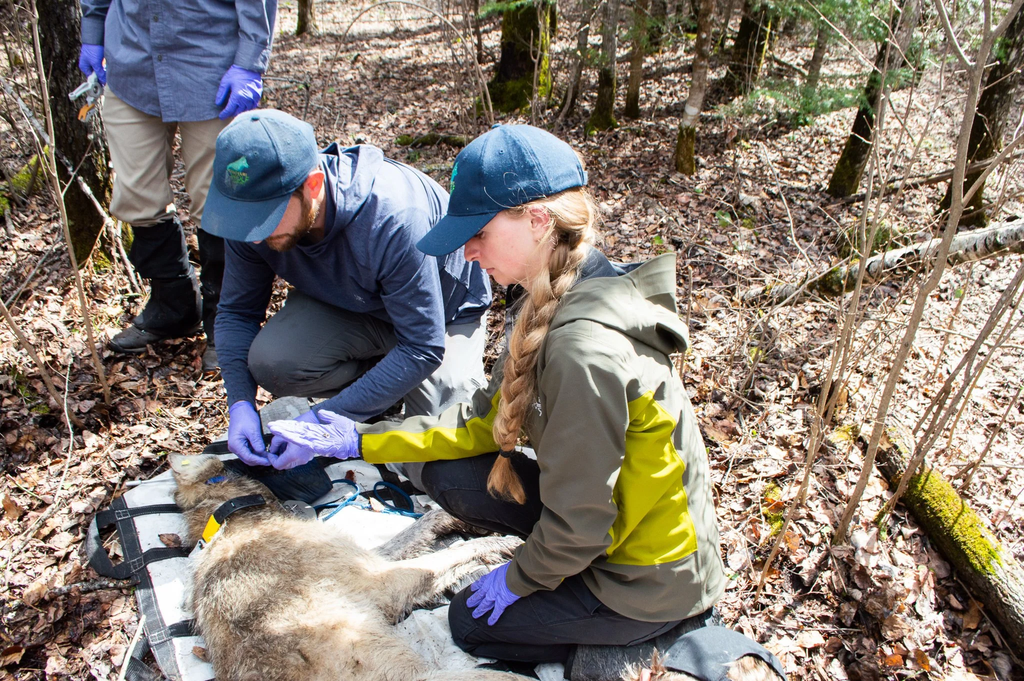 Meet Maeve Tuley: Wolf Ecology Field Fellow — Voyageurs Conservancy