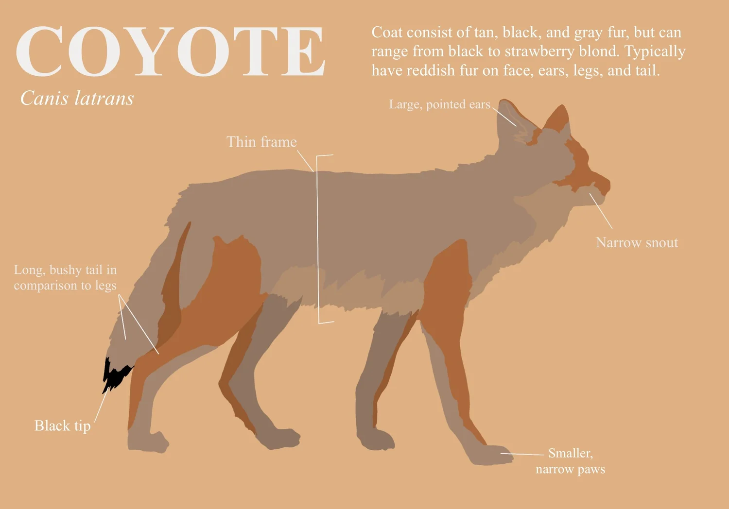 Wolves and Coyotes in Minnesota: A closer look at two iconic canines ...