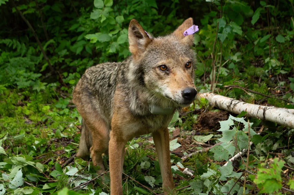 The Myth of the Lone Wolf: Navigating the Wilderness of Dispersal ...
