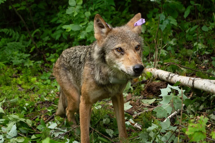 The Myth of the Lone Wolf: Navigating the Wilderness of Dispersal ...