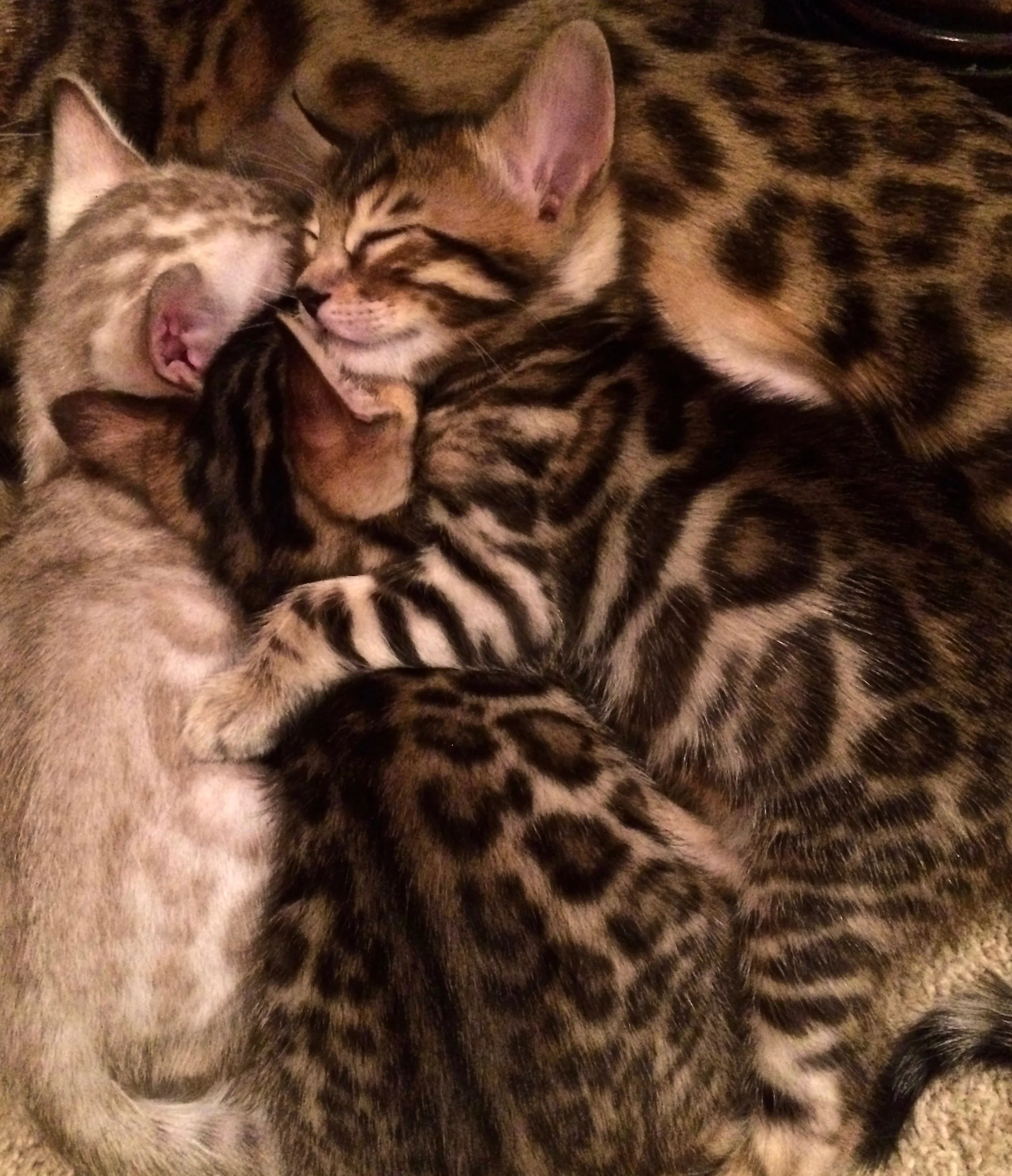 Bengal Kittens Oregon State