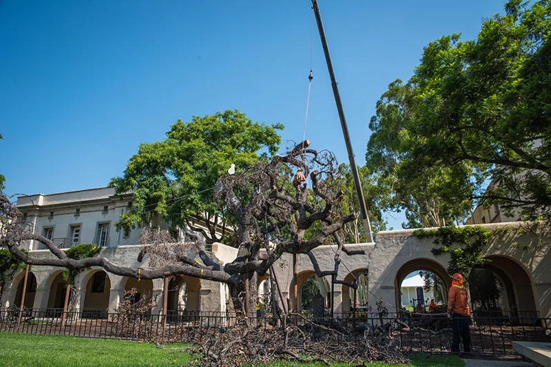 Letters to the Editor — Caltech Magazine