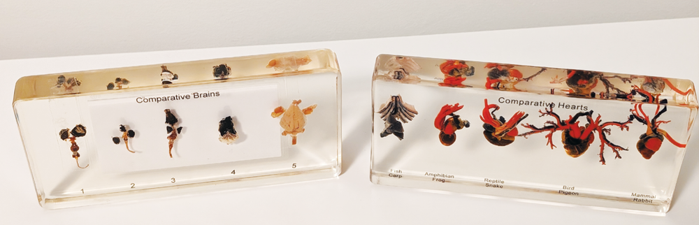 The Coolest Things Caltech Alumni Keep in Their Offices — Caltech Magazine