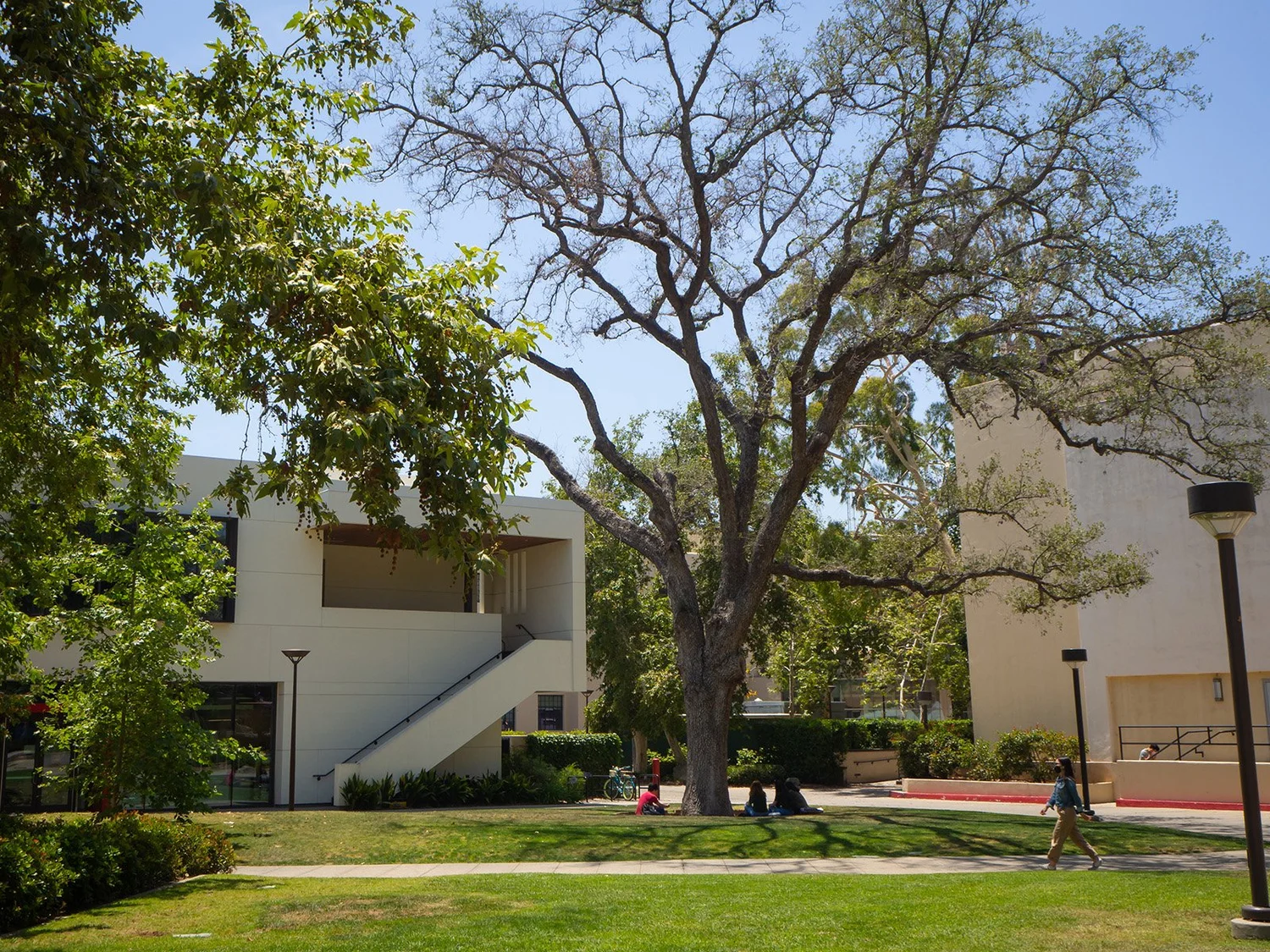 Caltech Arborist Bryan Vejar: He Speaks for the Trees — Caltech Magazine