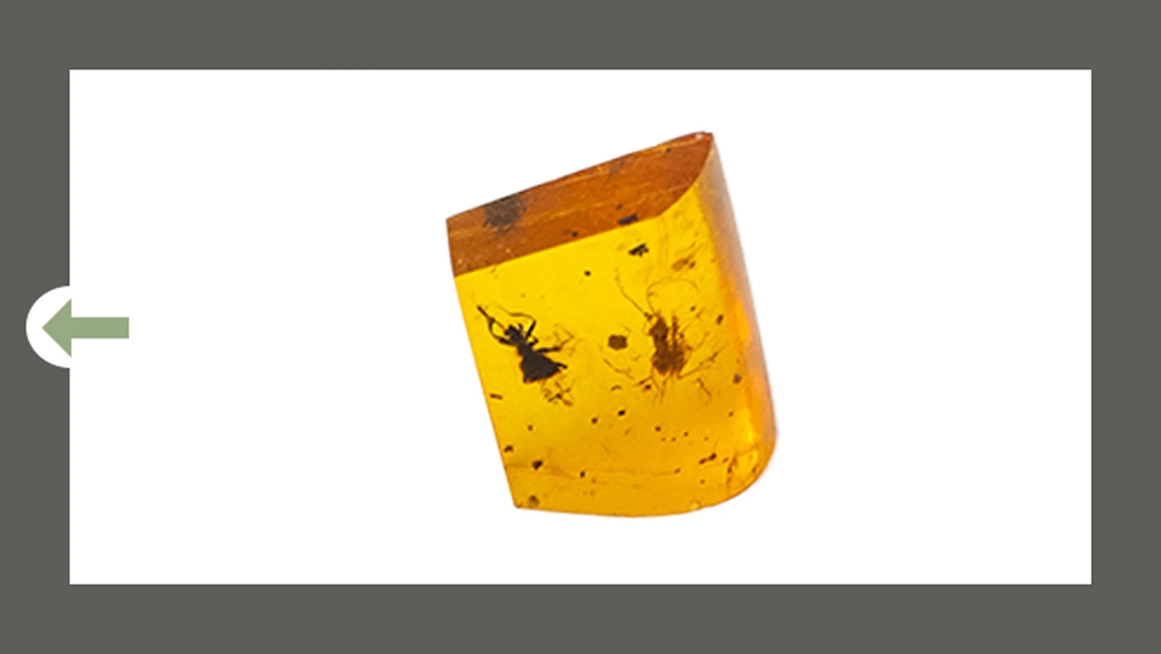 Inside Look: MacArthur Fellow Joe Parker’s Insect-Themed Office ...