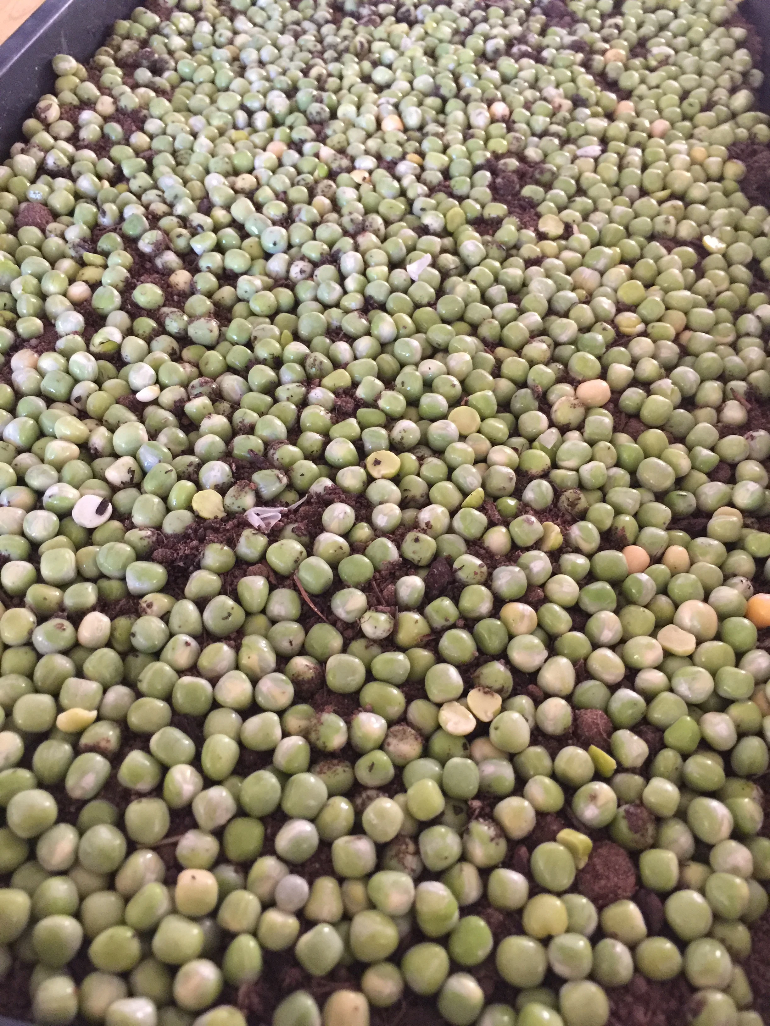 Shooting from the hip- Growing pea shoots for winter greens — Radical ...