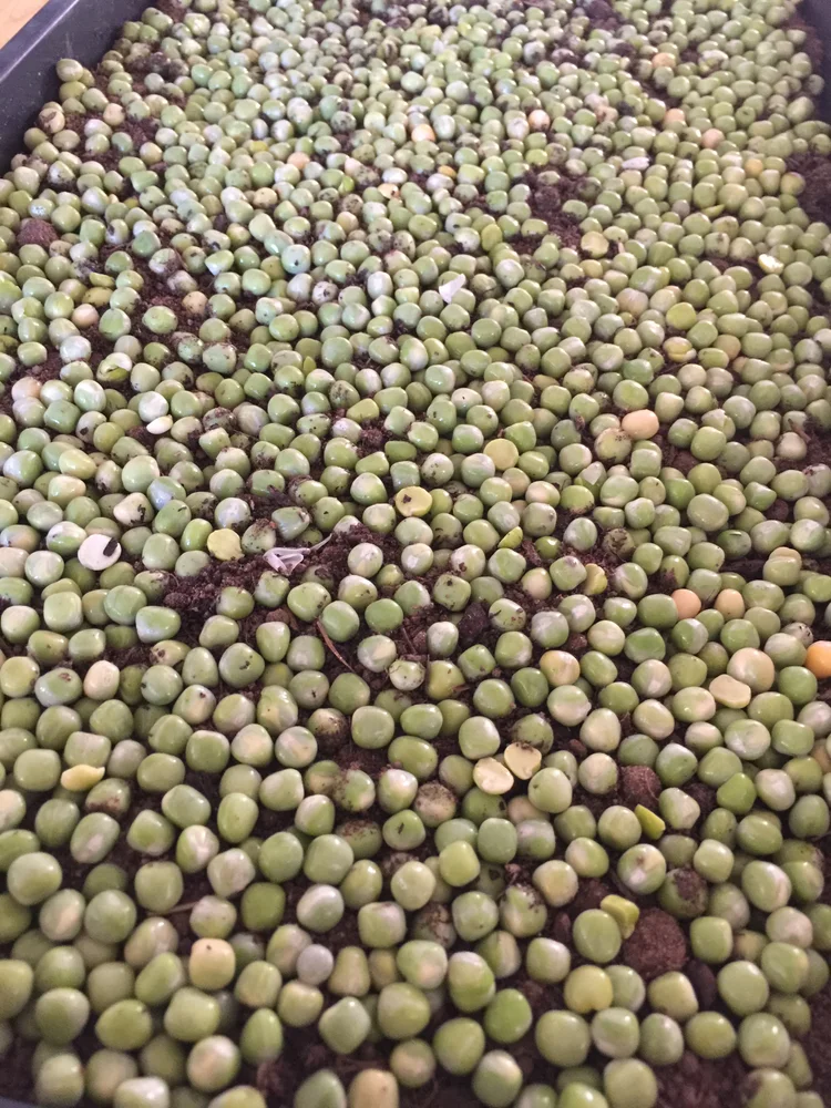 Shooting from the hip- Growing pea shoots for winter greens — Radical ...
