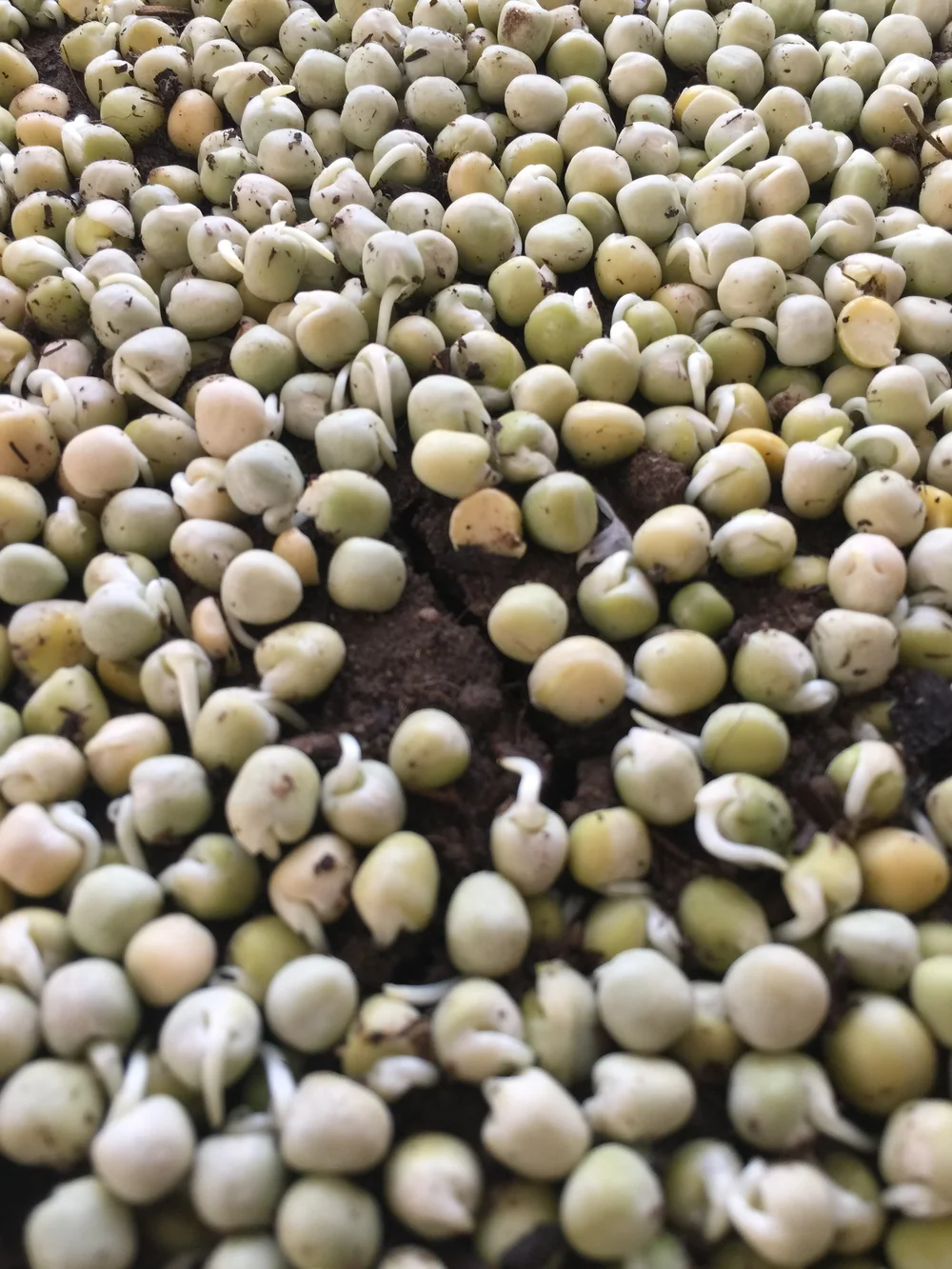 Shooting from the hip- Growing pea shoots for winter greens — Radical ...
