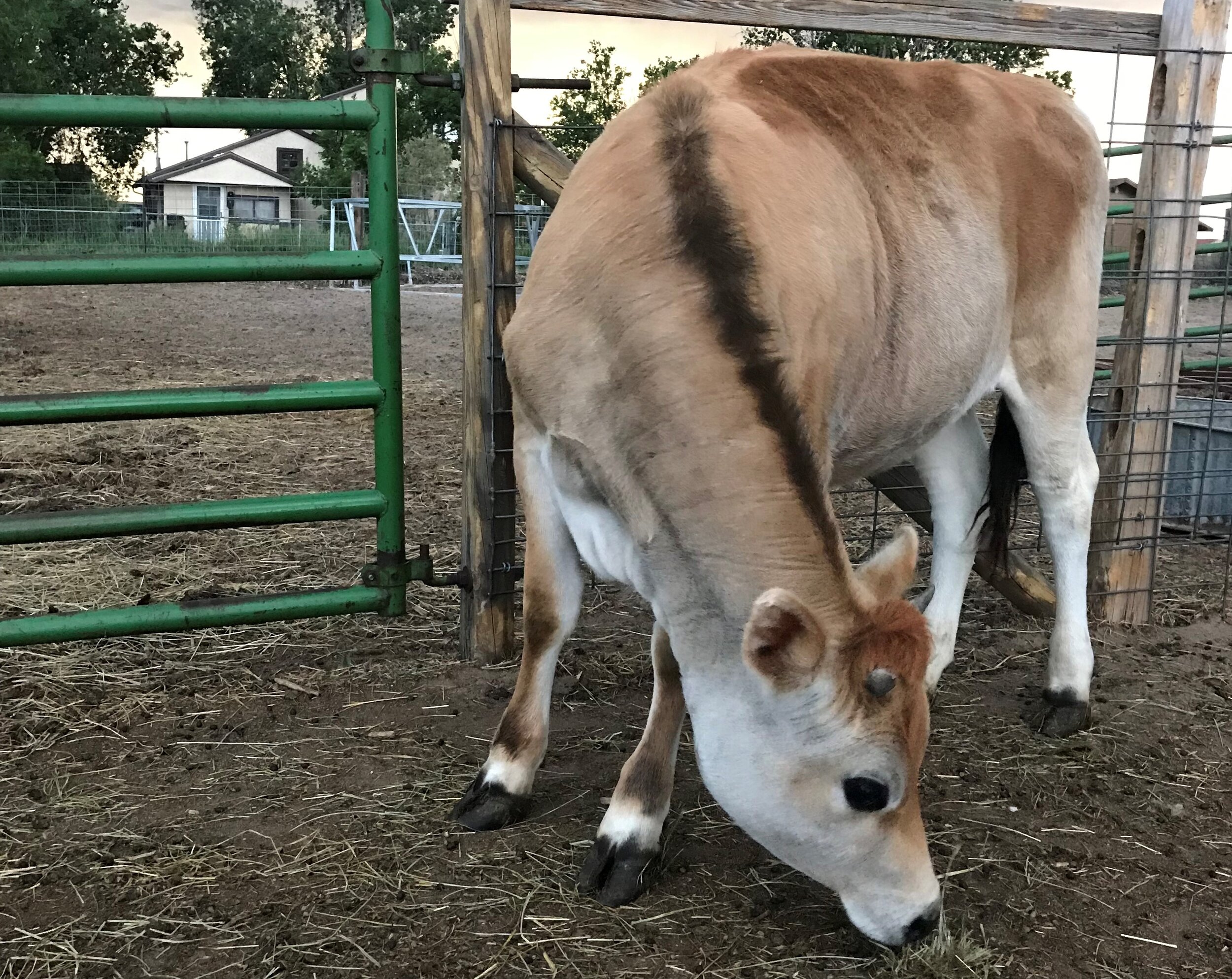 14 Ways to Fund a New Homestead — Radical Gastronomy