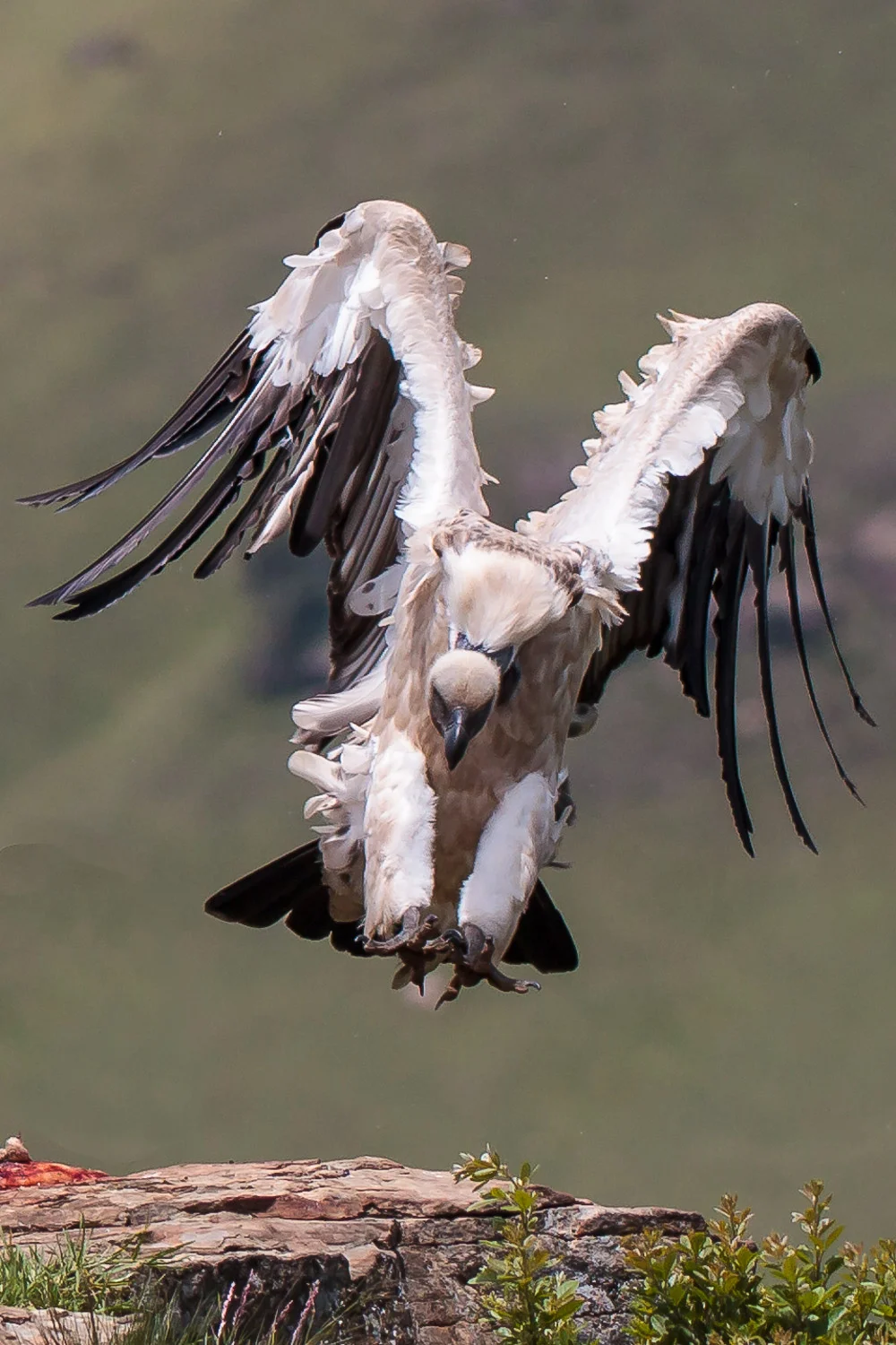 Photographing Bearded Vultures at Giants Castle Hide