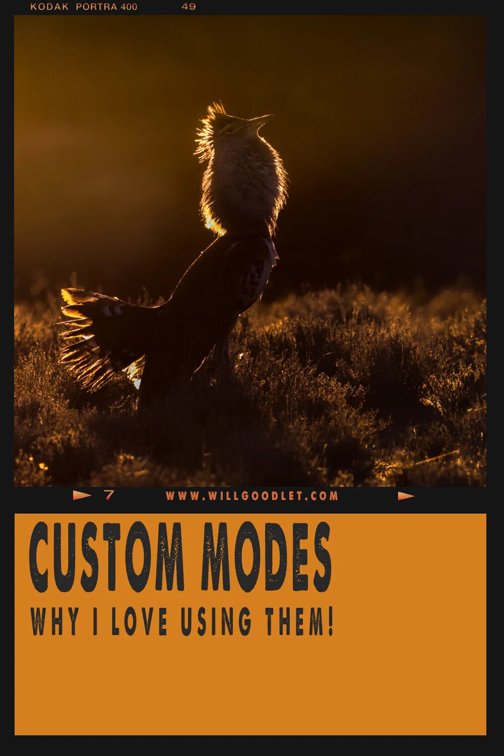 Custom Mode Wildlife & Bird Photography Tips