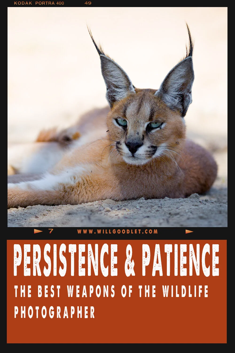 Persistence and Patience in Wildlife Photography