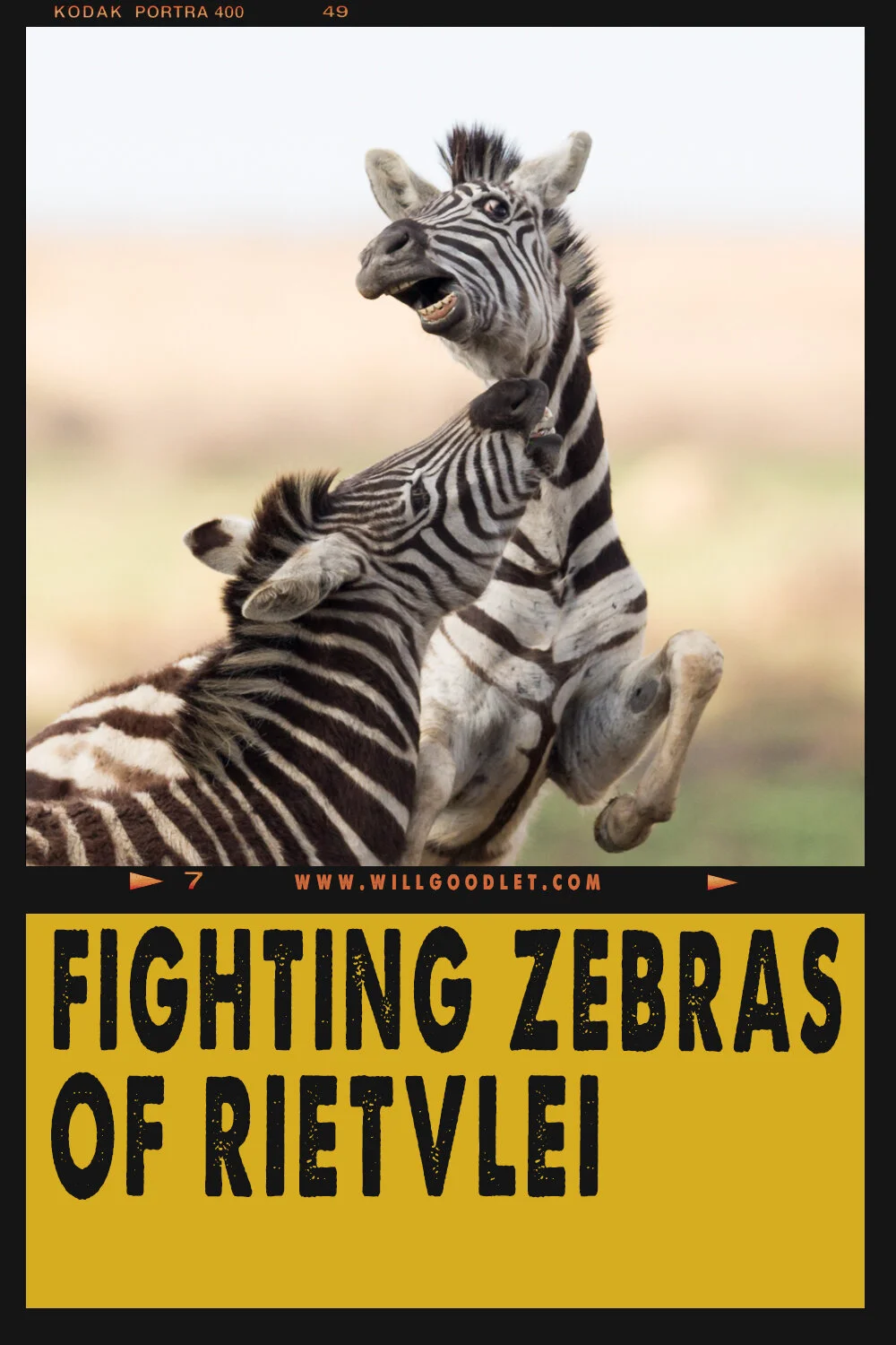 The Fighting Zebra of Rietvlei