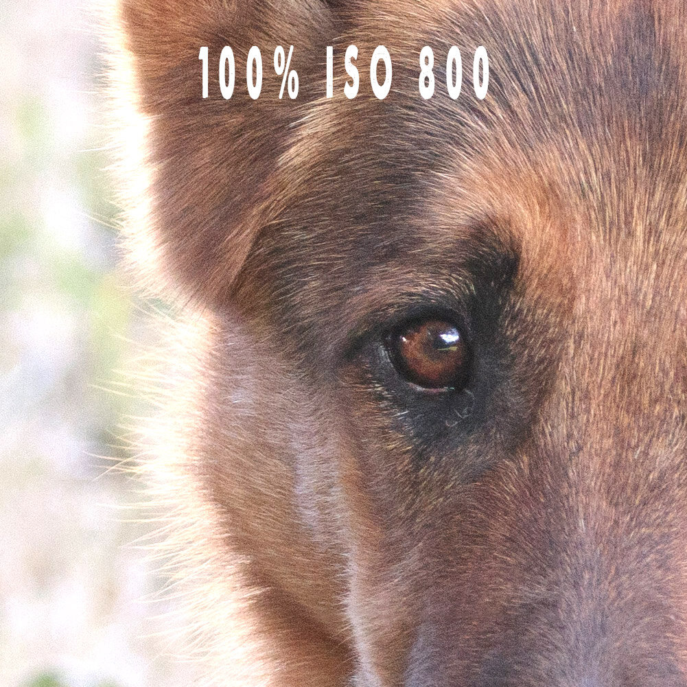 Is the Canon M50 a good camera for wildlife photography?