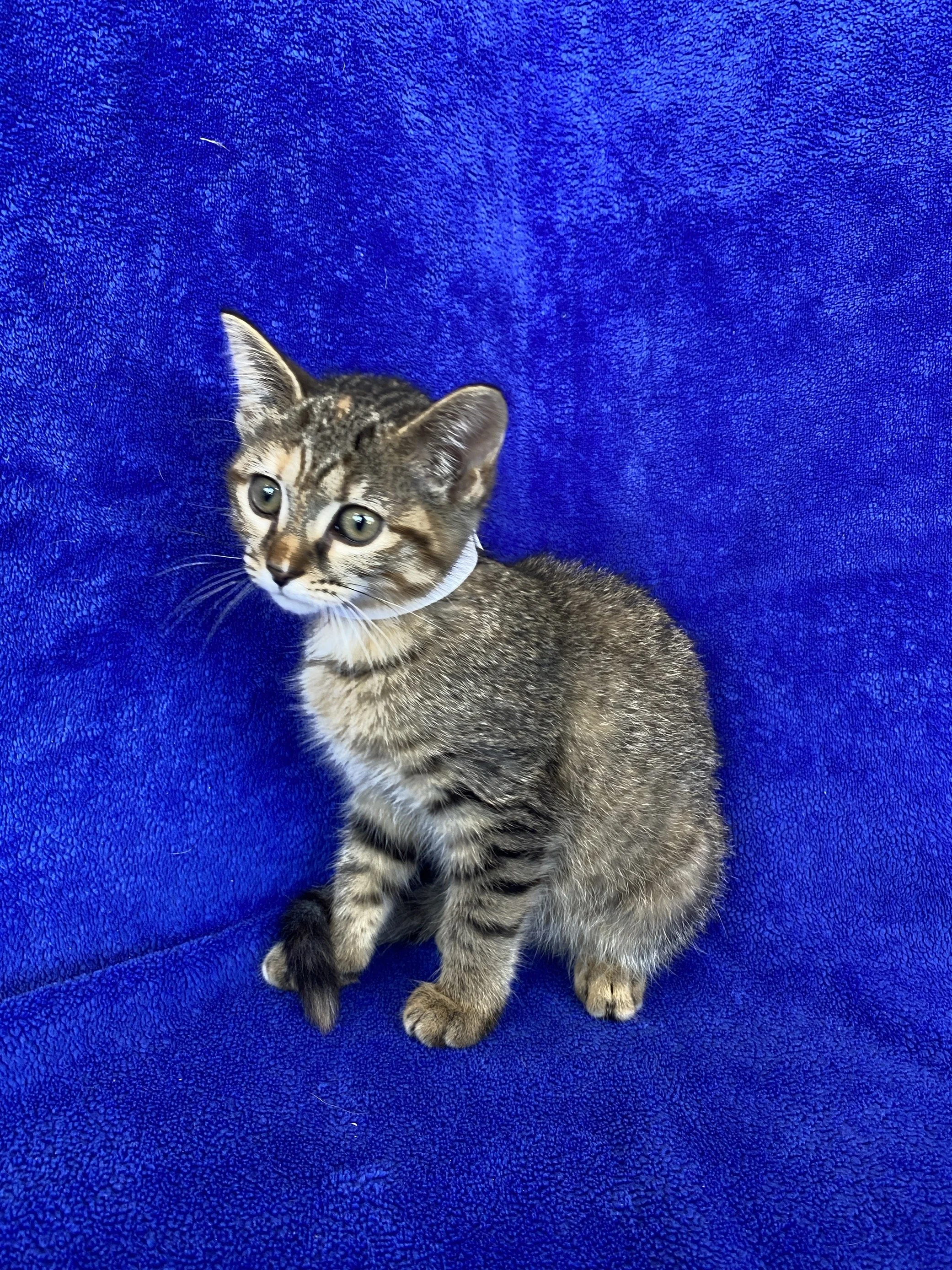 Kittens — Love at First Sight! Pet Adoption Center