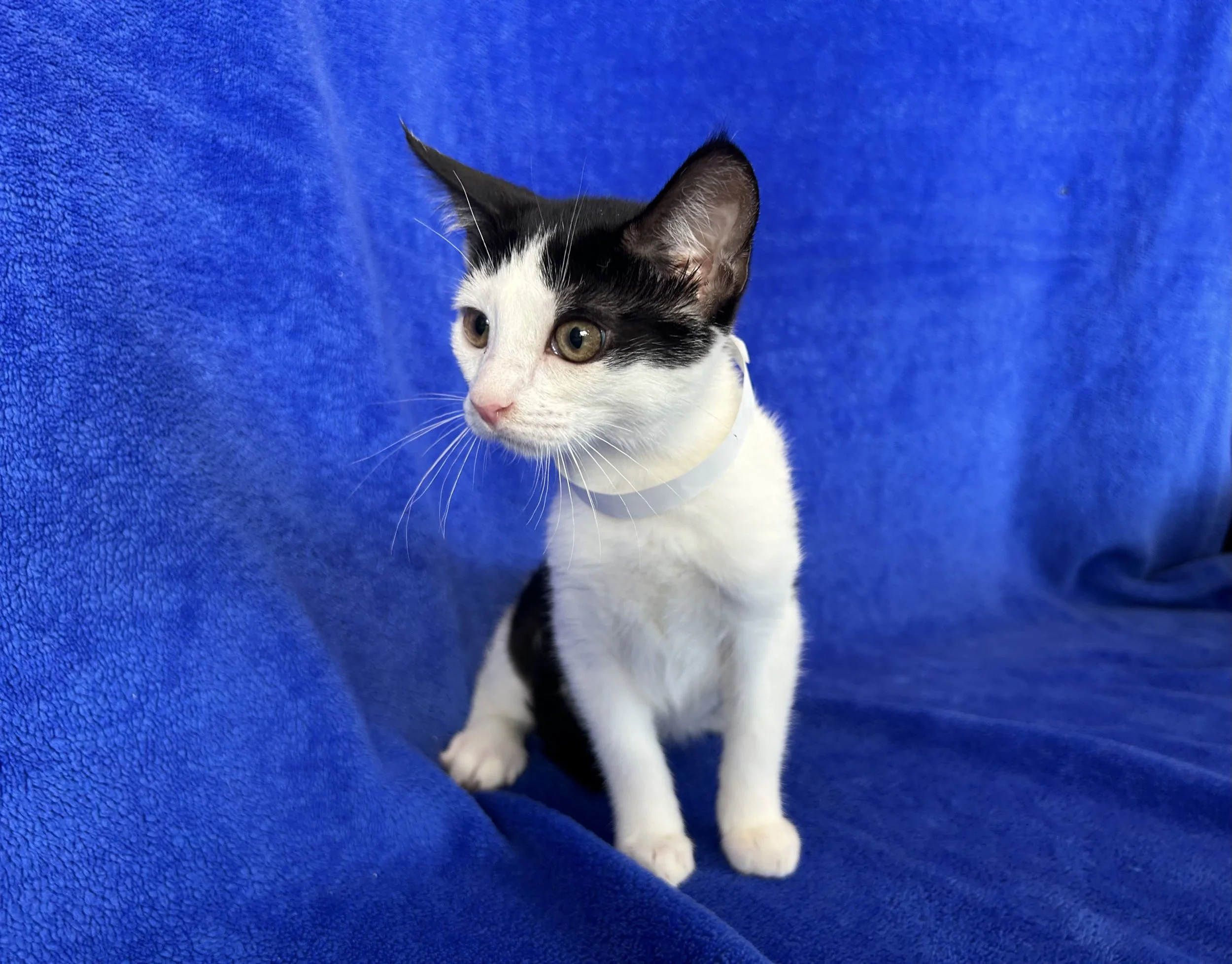 Kittens — Love at First Sight! Pet Adoption Center