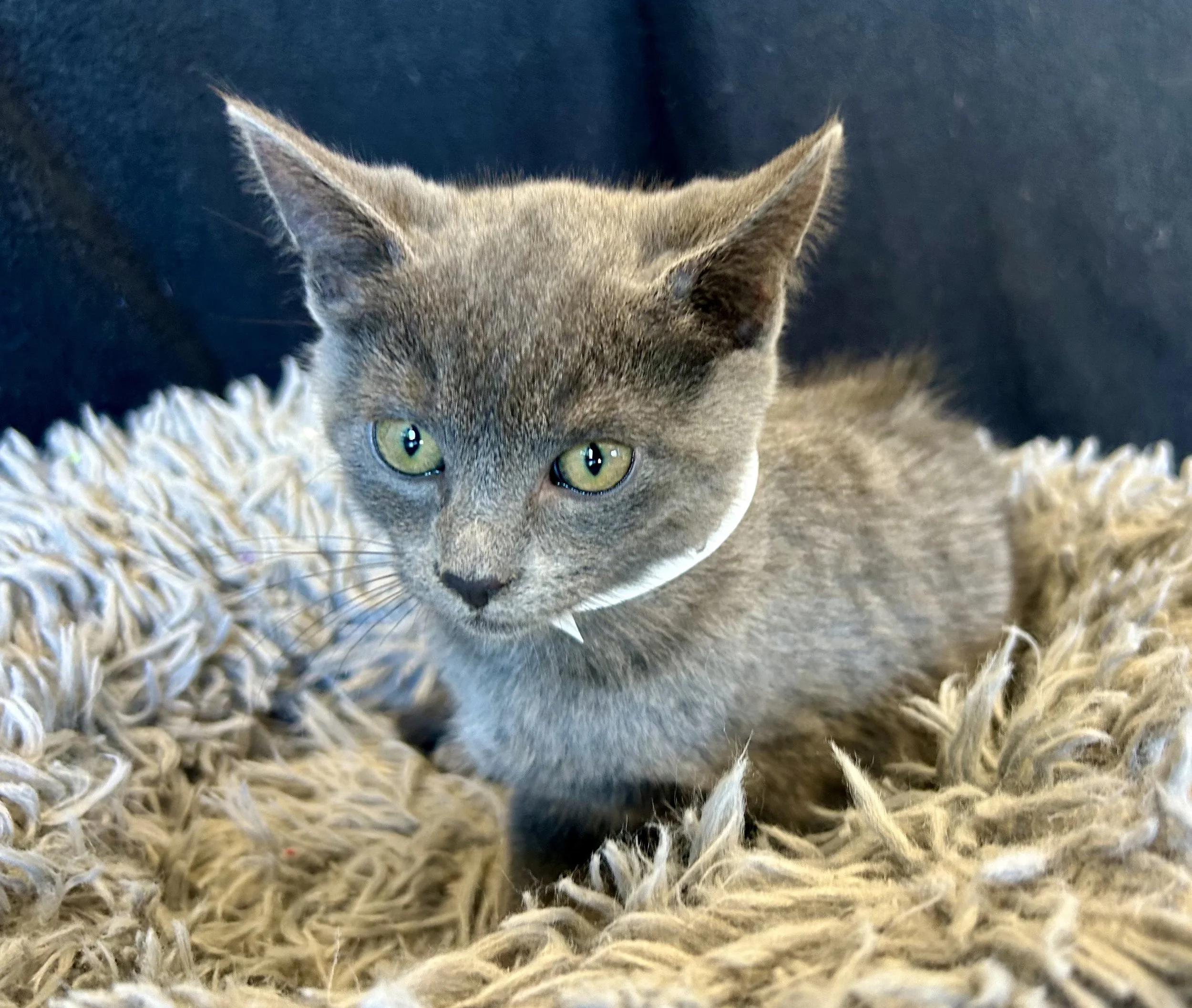 Kittens — Love at First Sight! Pet Adoption Center