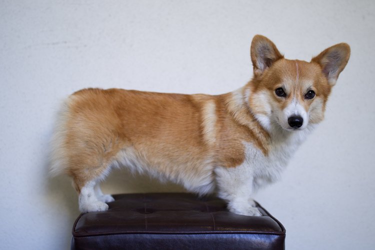 The Corgi Truth: Weight Matters — LITTLECOOPERBEAR