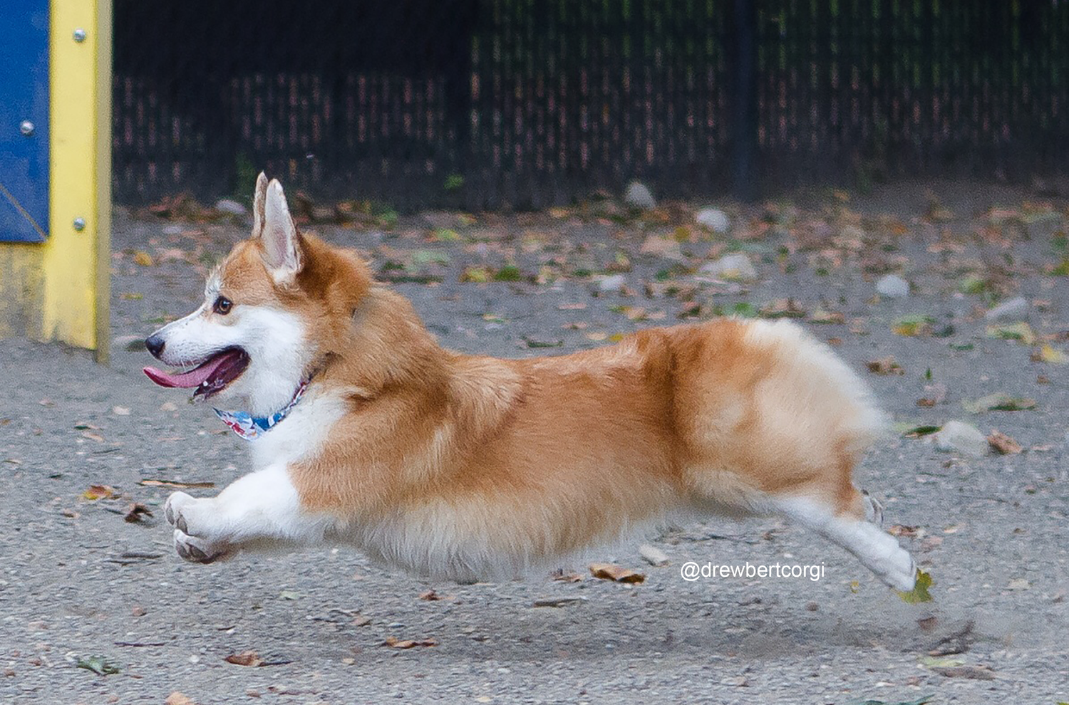 The Corgi Truth: Weight Matters — LITTLECOOPERBEAR