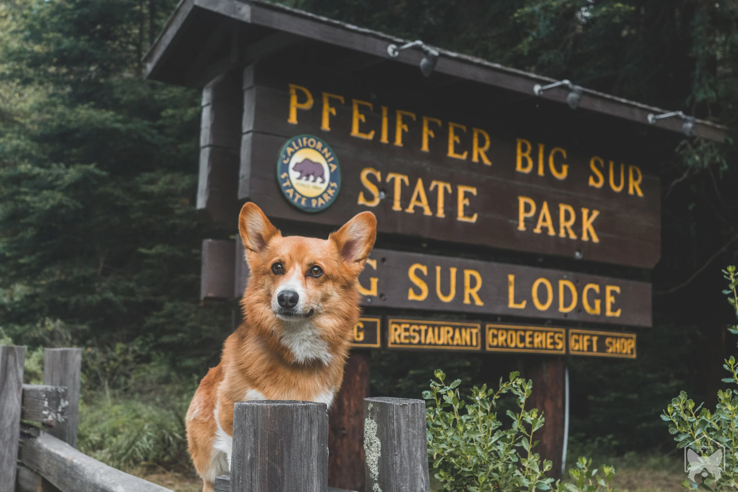Are Dogs Allowed At Big Sur State Parks Are Dogs Allowed At Big Sur State Parks