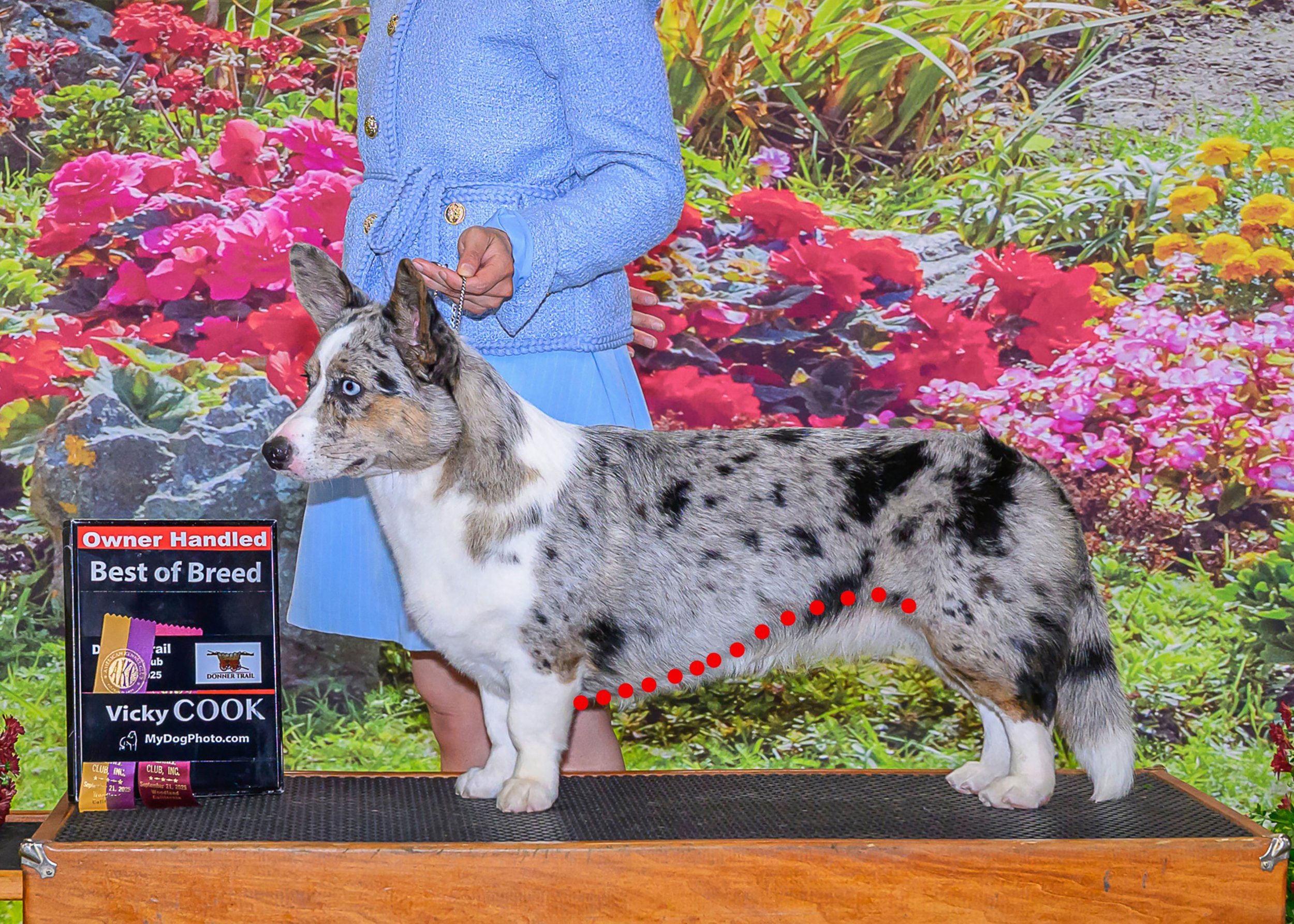 The Corgi Truth: Weight Matters — LITTLECOOPERBEAR
