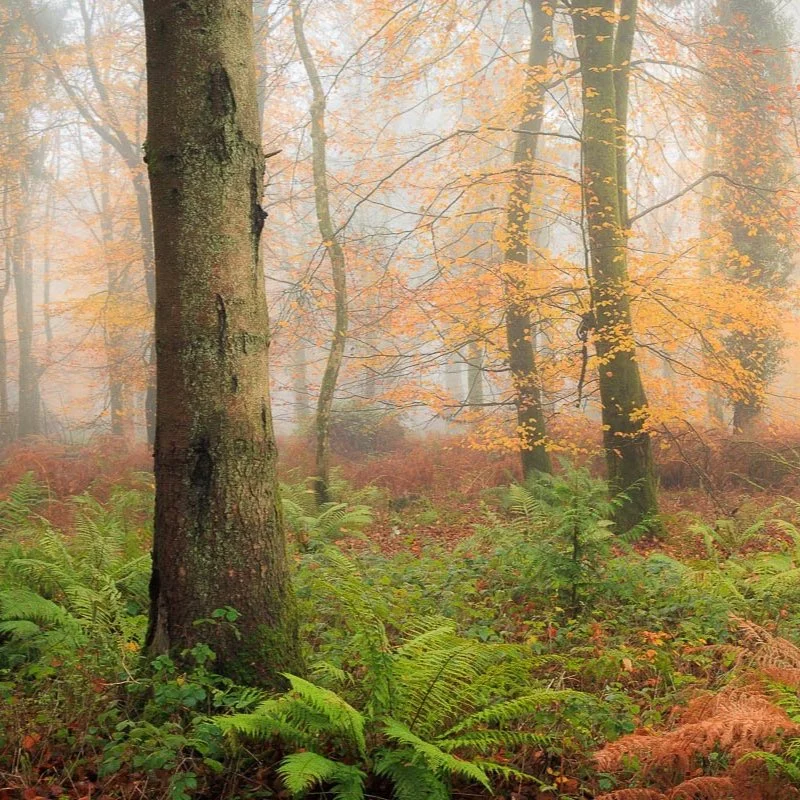 Landscape Photography by Jack Lodge | Dorset Landscape Photographer