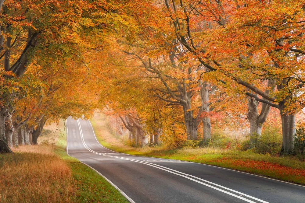 Autumn Collection | Landscape Photography by Jack Lodge | Dorset ...