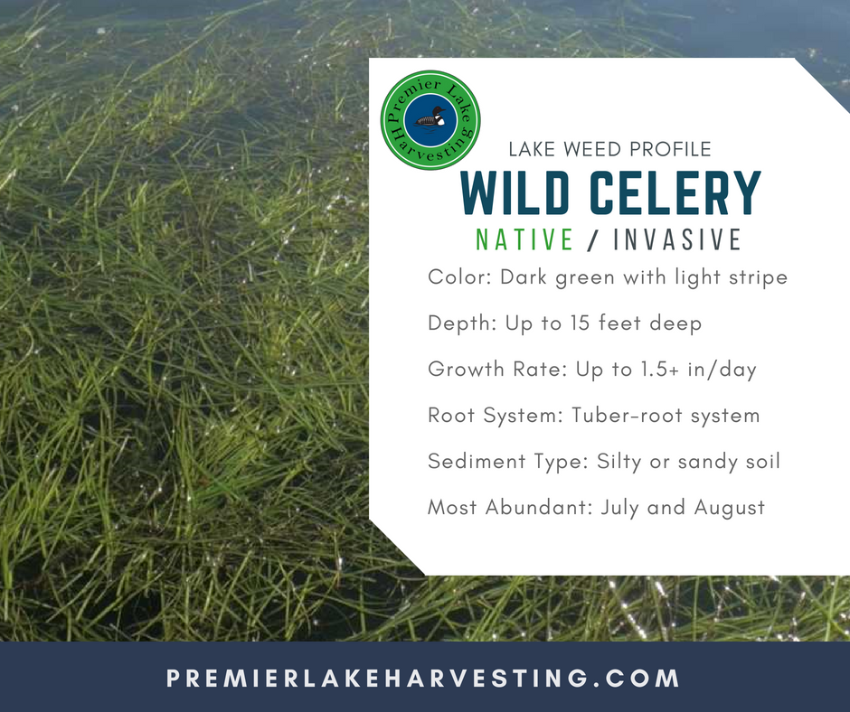 Lake Weed Profile: Wild Celery | Premier Lake Harvesting