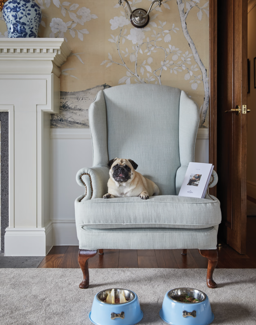 10 Best Five-Star Dog-Friendly Hotels Around The World