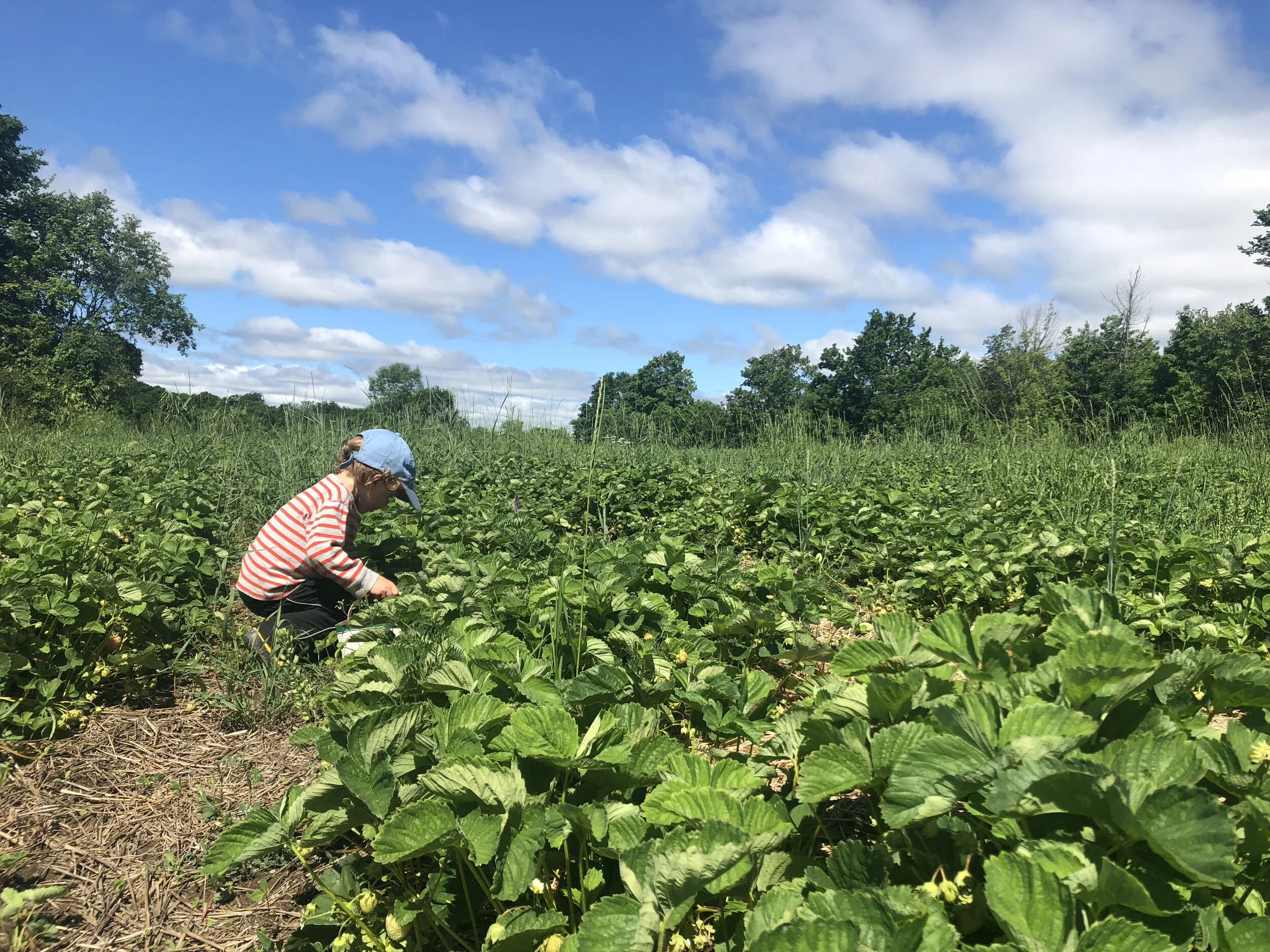 Fat Chance Farmstead - Kingston CSA, un-certified organic Strawberries ...