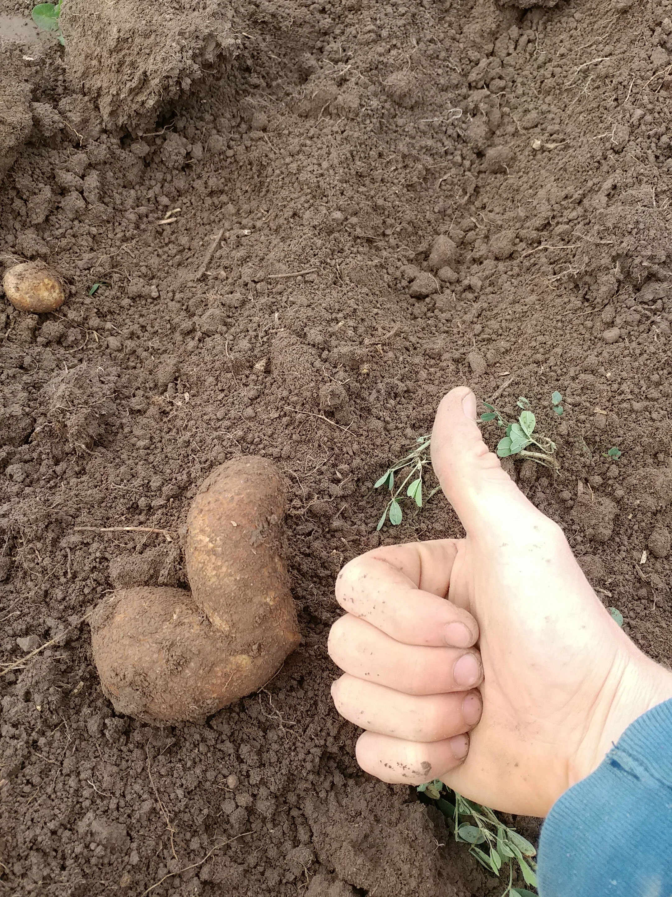 Fat Chance Farmstead - Kingston CSA, un-certified organic Strawberries ...