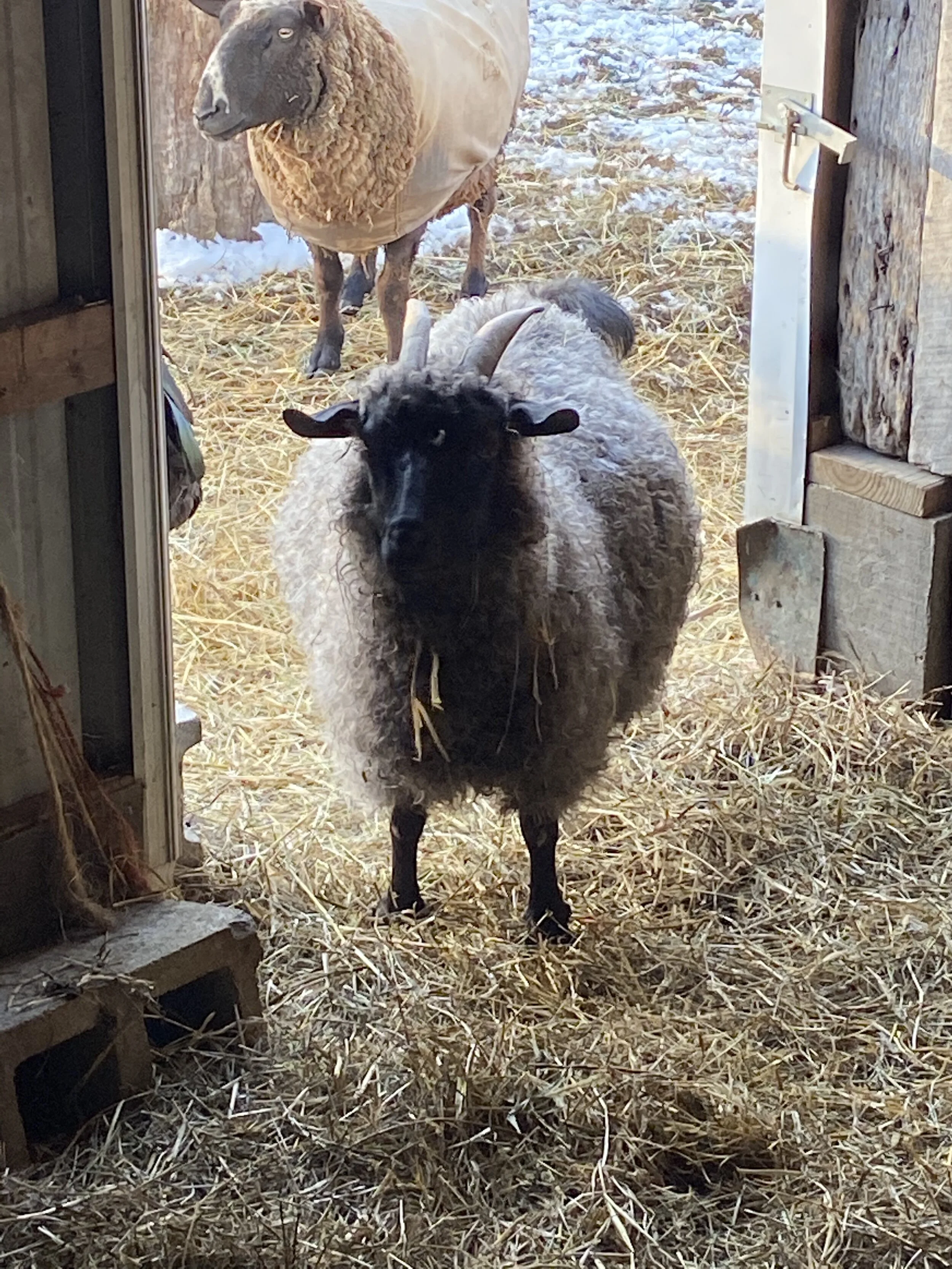 Farm News — Grumpy Goat Experiment