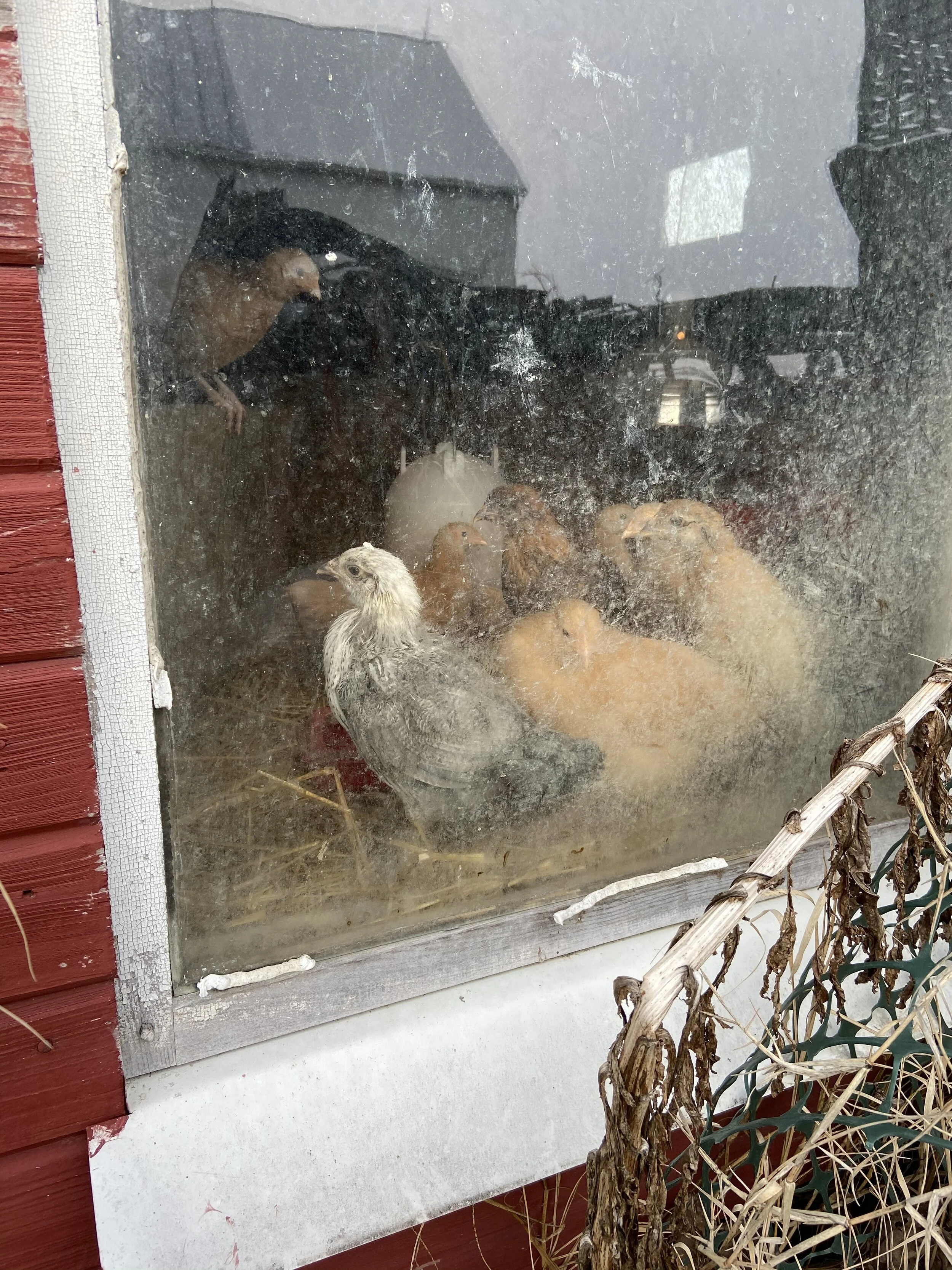 Farm News — Grumpy Goat Experiment