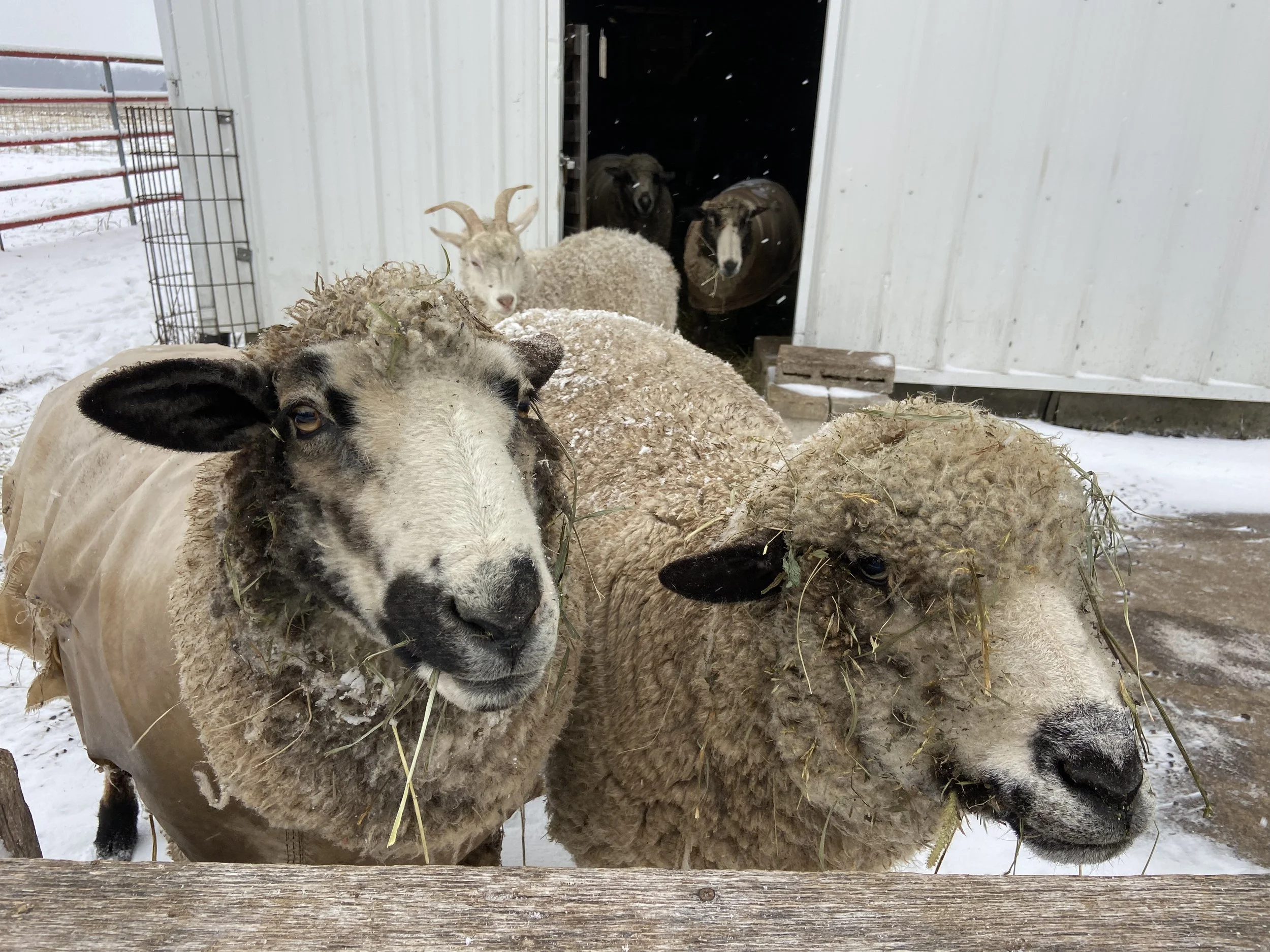 Grumpy Goat Experiment